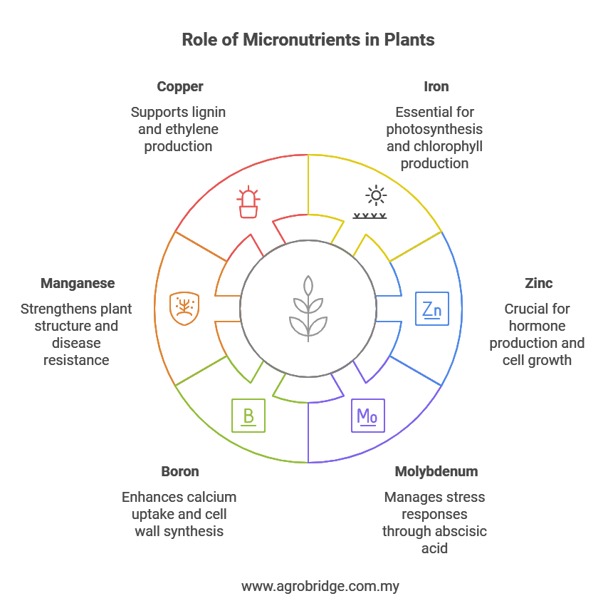 Tracing Elements of High Quality Fruits: Why Crops Need Micronutrients